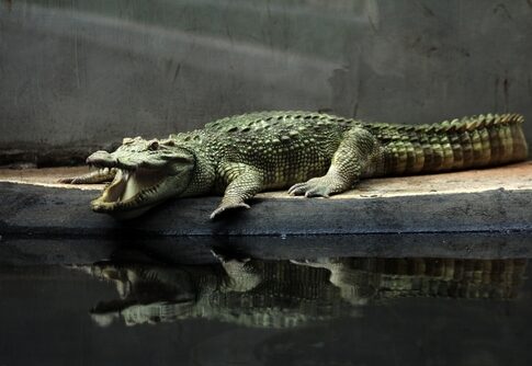 Crocodile Pit Horror Shocks Family Zoo | New Vision News